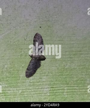 Common Eupithecia Moth (Eupithecia miserulata Stock Photo - Alamy