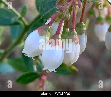 Shiny blueberry (Vaccinium myrsinites Stock Photo - Alamy