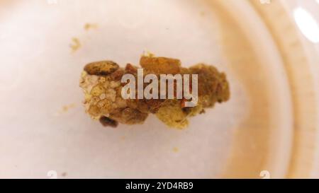 Stonecase Caddisflies (Uenoidae Stock Photo - Alamy