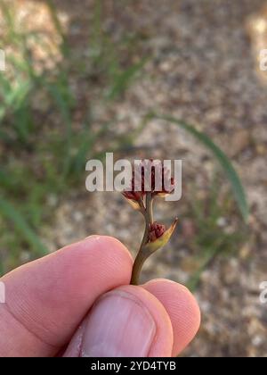 scarlet bloodroot (Haemodorum coccineum Stock Photo - Alamy