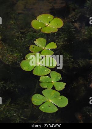Helicopter Ferns (Marsilea Stock Photo - Alamy