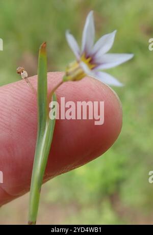 Blue Pigroot (Sisyrinchium micranthum Stock Photo - Alamy