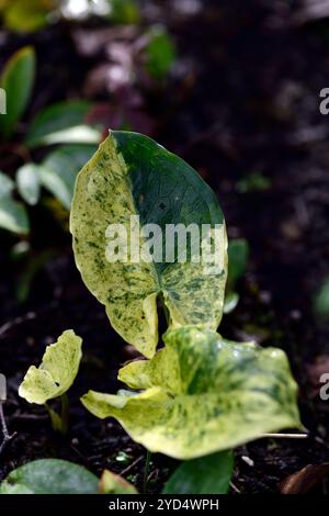 Arum,mottled,spotted,leaves,foliage,shades of Green,silver variegation ...