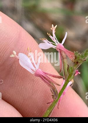 Southern Beeblossom (Oenothera simulans Stock Photo - Alamy