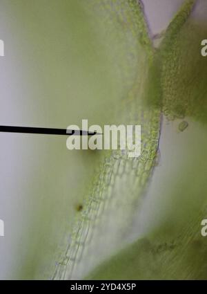 Bird's-Claw Beard-Moss (Barbula unguiculata Stock Photo - Alamy