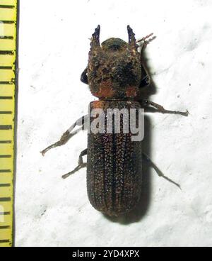 Common Horned Auger Borer (Bostrychoplites cornutus Stock Photo - Alamy