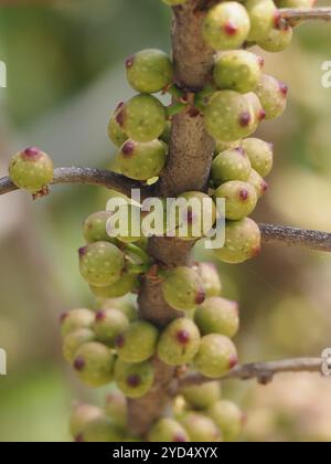Japanese Superb Fig (Ficus subpisocarpa Stock Photo - Alamy