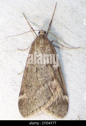 Fall Cankerworm Moth (Alsophila pometaria Stock Photo - Alamy