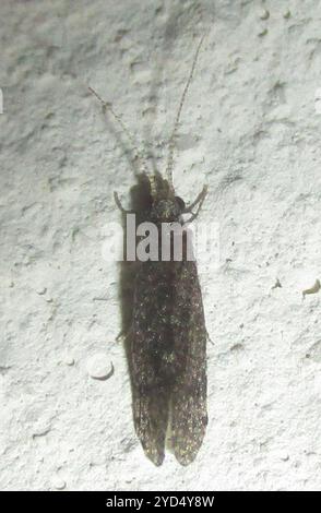 Tubecase Netspinning Caddisflies (Ecnomidae Stock Photo - Alamy