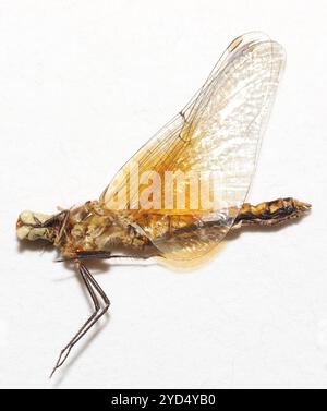 Band-winged Meadowhawk (Sympetrum semicinctum Stock Photo - Alamy