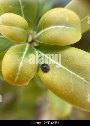 Vedalia Beetle (Novius cardinalis Stock Photo - Alamy