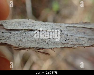 Snag Pin (Mycocalicium subtile Stock Photo - Alamy
