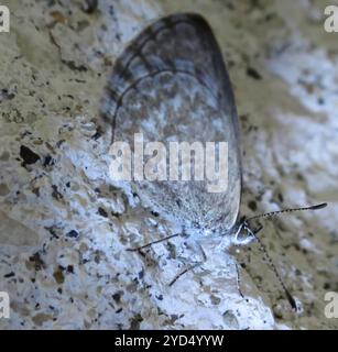 Common Grass-blue (Zizina otis labradus) Insecta Stock Photo - Alamy