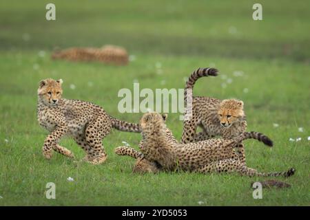 Four cheetah cubs play fight on grassland Stock Photo - Alamy