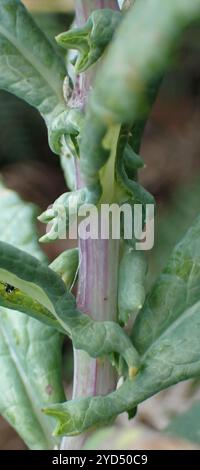 Scented Groundsel (Senecio odoratus Stock Photo - Alamy