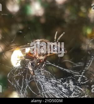 Belted Orchid bee (Eulaema cingulata Stock Photo - Alamy