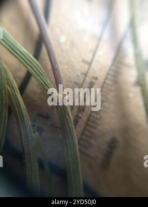 Marsh Hay Cordgrass (Sporobolus pumilus), Plantae, United States Stock ...