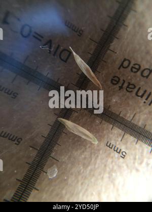 dwarf alkali grass (Puccinellia pumila Stock Photo - Alamy