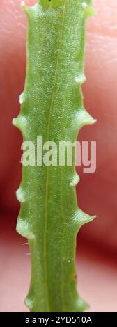 African Blue Bell (Wahlenbergia undulata Stock Photo - Alamy