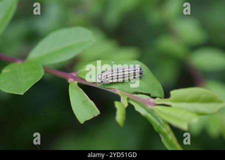 Euonymus Leaf Notcher (Pryeria sinica Stock Photo - Alamy