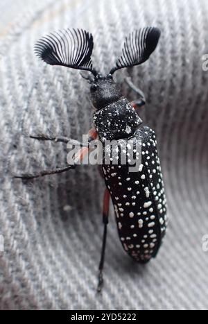 Feather-horned beetle (Rhipicera femorata) Insecta Stock Photo - Alamy