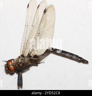 Beaverpond Baskettail (Epitheca canis Stock Photo - Alamy