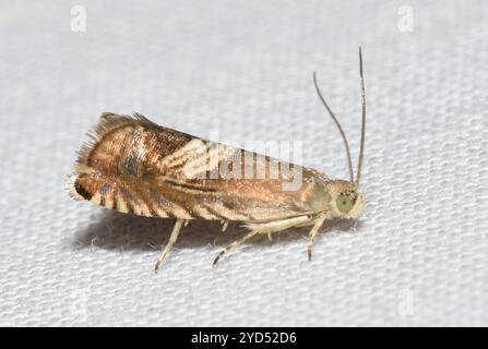 Three-lined Grapholita Moth (Grapholita tristrigana Stock Photo - Alamy