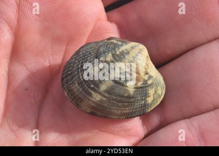 Japanese Littleneck (Ruditapes philippinarum Stock Photo - Alamy