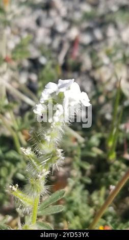 Clearwater cryptantha (Cryptantha intermedia Stock Photo - Alamy