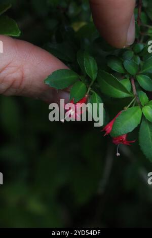 Small leaf fuchsia (Fuchsia microphylla Stock Photo - Alamy