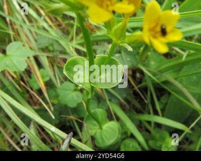 Stonecrop Yellowwort (Sebaea sedoides Stock Photo - Alamy