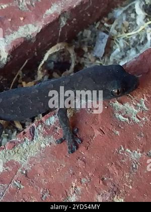 Marbled southern gecko (Christinus marmoratus), Jurien Bay, WA ...