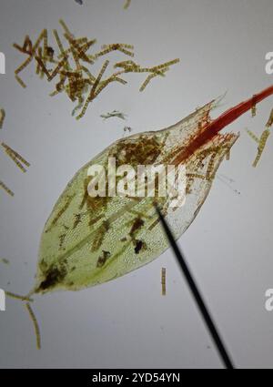 Long-leaved Thread Moss (Ptychostomum pseudotriquetrum), Plantae ...