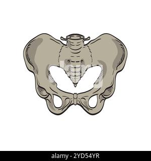 Sacroiliac Joints Linking the Pelvis and Lower Spine Side Cross Section ...