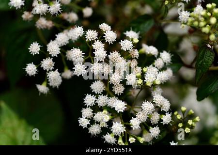 Ageratina altissima Chocolate,white flowers,fluffy white flowers ...