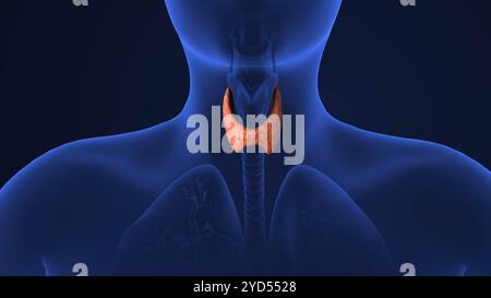 Human Thyroid Gland Anatomy Animation Stock Photo - Alamy