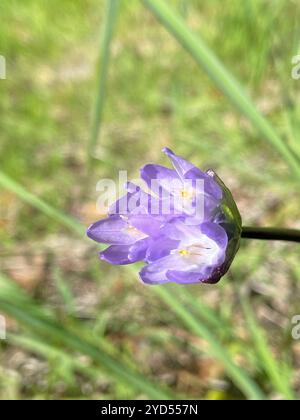 (Dipterostemon capitatus capitatus Stock Photo - Alamy