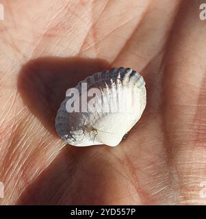 Lagoon Cockle - Cerastoderma glaucum Stock Photo - Alamy