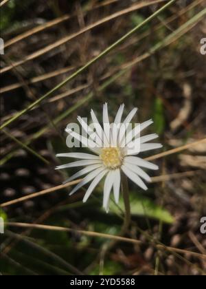 Pineland Daisy (Chaptalia tomentosa Stock Photo - Alamy