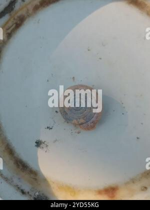 Southern Flatcoil (Polygyra cereolus Stock Photo - Alamy
