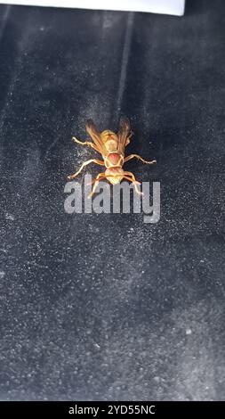 Golden Paper Wasp (Polistes aurifer Stock Photo - Alamy