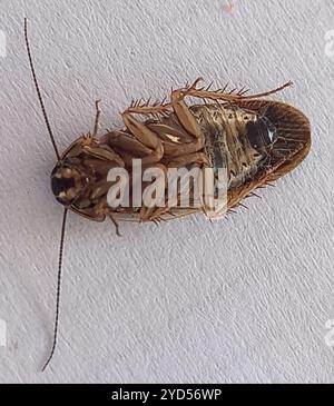 Giant Cockroaches (Blaberidae Stock Photo - Alamy