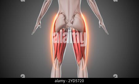 Hamstrings Muscles - Anatomy Muscle isolated on white - 3D illustration ...