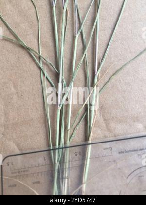 Marsh Hay Cordgrass (Sporobolus pumilus), Plantae, Charleston County ...