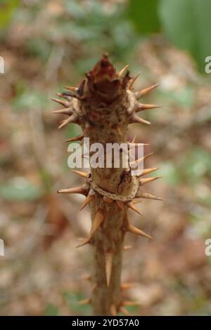 devil's walkingstick (Aralia spinosa Stock Photo - Alamy