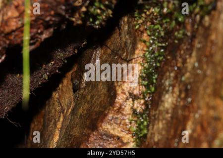Cape Ghost frog (Heleophryne purcelli) Amphibia Stock Photo - Alamy