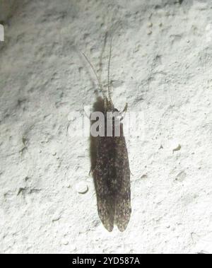 Tubecase Netspinning Caddisflies (Ecnomidae Stock Photo - Alamy