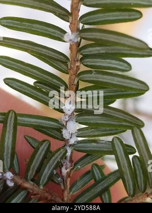 Hemlock Woolly Adelgid (Adelges tsugae) Insecta Stock Photo - Alamy