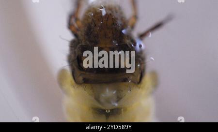 Stonecase Caddisflies (Uenoidae Stock Photo - Alamy