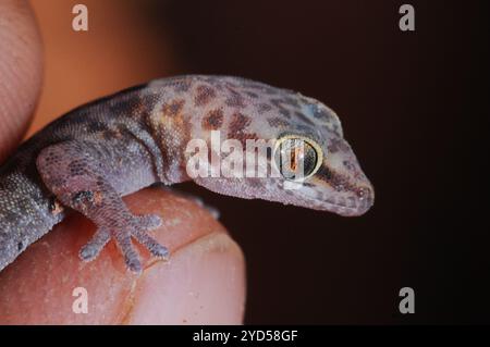 Western Spotted Thick-toed Gecko (Pachydactylus serval Stock Photo - Alamy